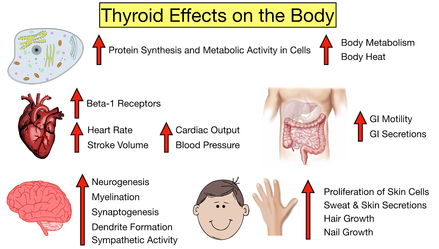 Effects of Hypothyroidism on Body | MedsBase