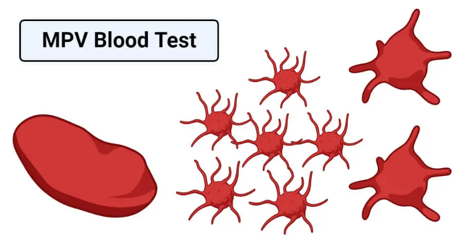 MPV Blood Test: Process, High MPV, Low MPV Meaning | MedsBase