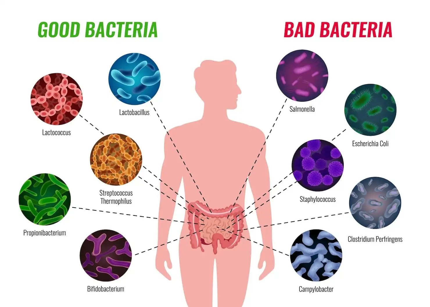 What is a good probiotic for men? | MedsBase